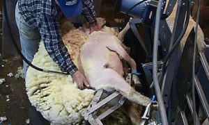 Sheep Handling Products and Equipment- Peak Hill Industries