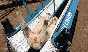 Sheep Handling Products and Equipment- Peak Hill Industries