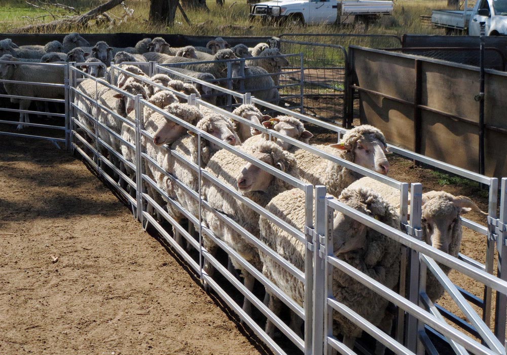 Sheep Yards and Lead-up Systems - Hurdles Pens - Peak Hill Industries